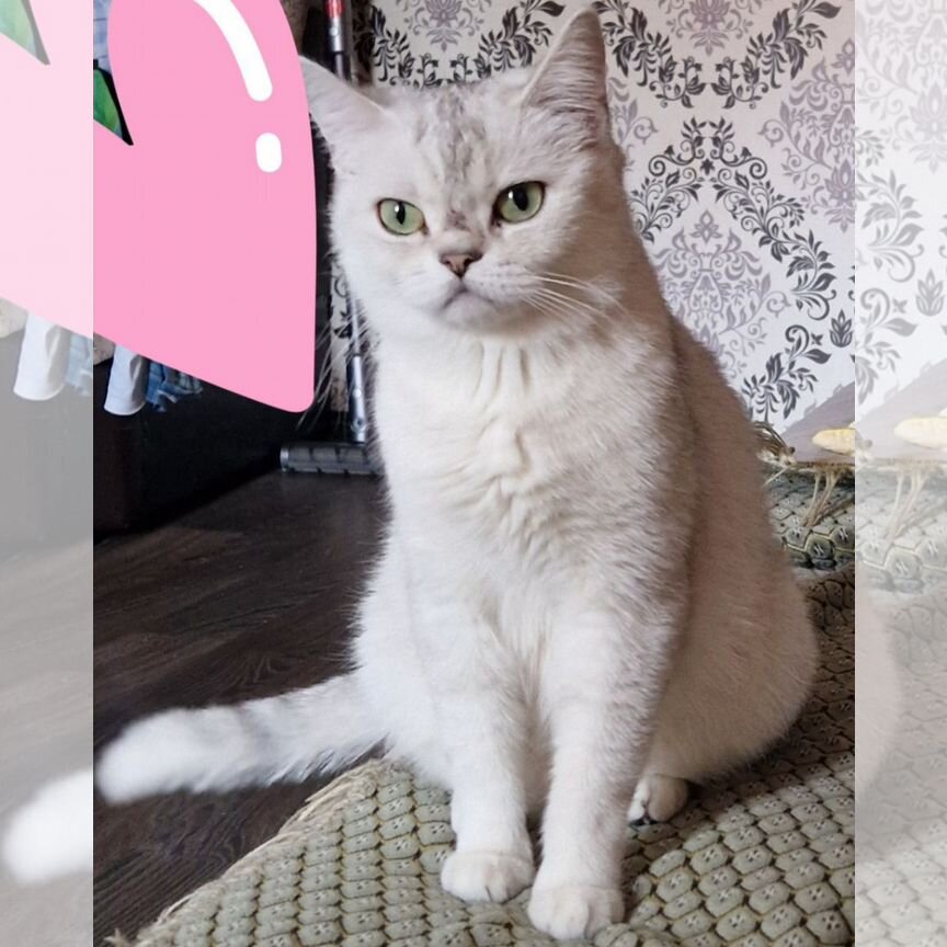 Шотландская прямоухая короткошёрстная, взрослая кошка