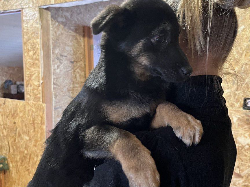 Небольшая собачка в приюте