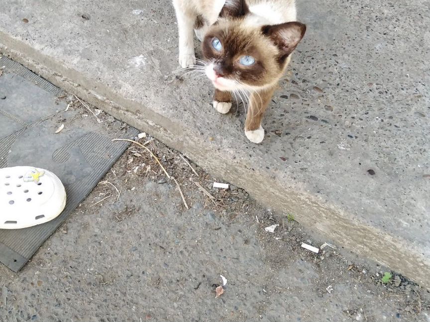 Кошечка ищет передержку или сразу Дом