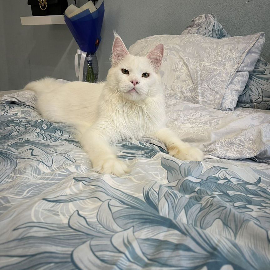 Котик мейн-кун