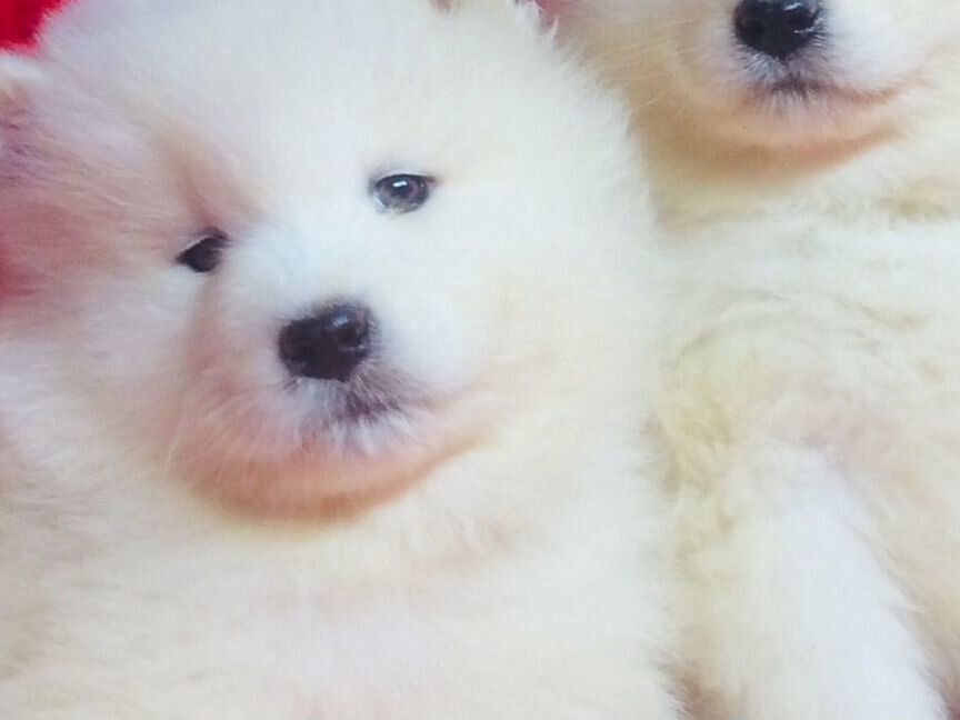 Настоящие самоеды РКФ