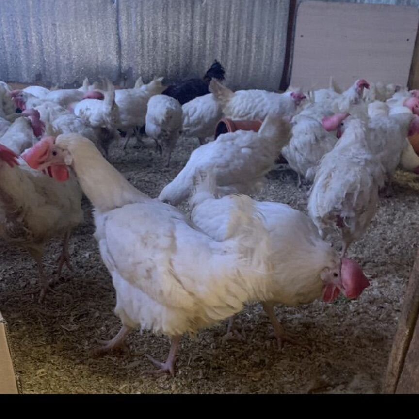 Куры несушки