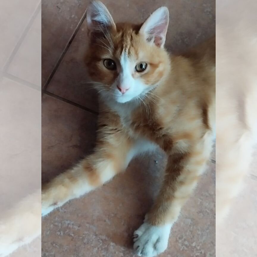 Кот, Котёнок подросший