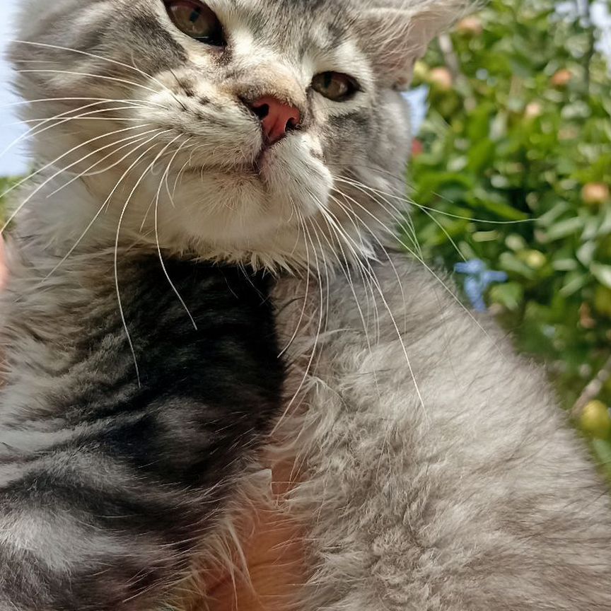 Котята мейн-кун, крупные линии