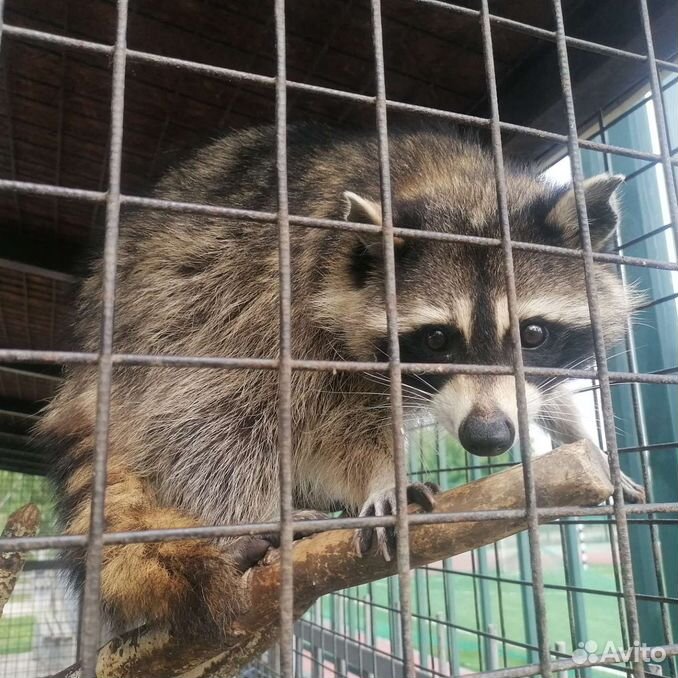 Енот полоску щенок