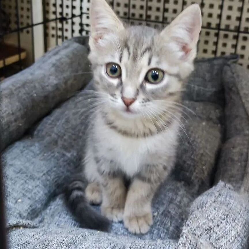Котёнок в добрые руки