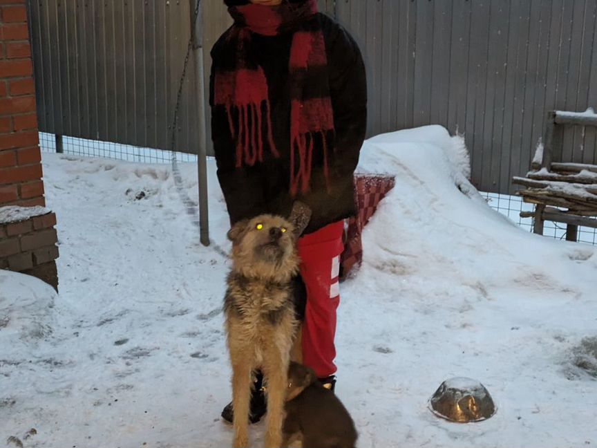 Немецкая овчарка