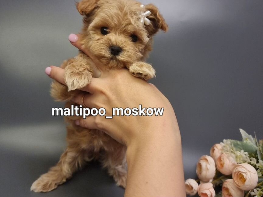 Мальтипу мини малыши