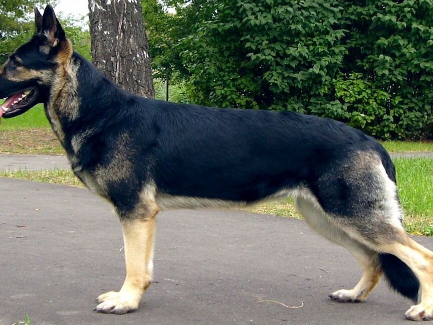 Собака вео восточно европейская овчарка