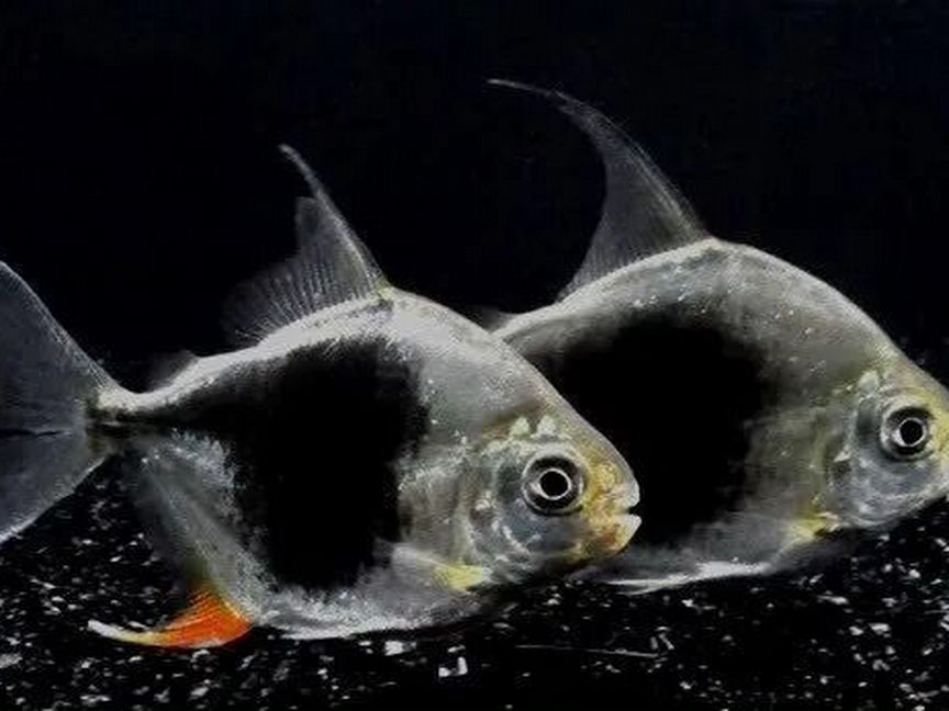 Милеус ламакс ежевика рыбки