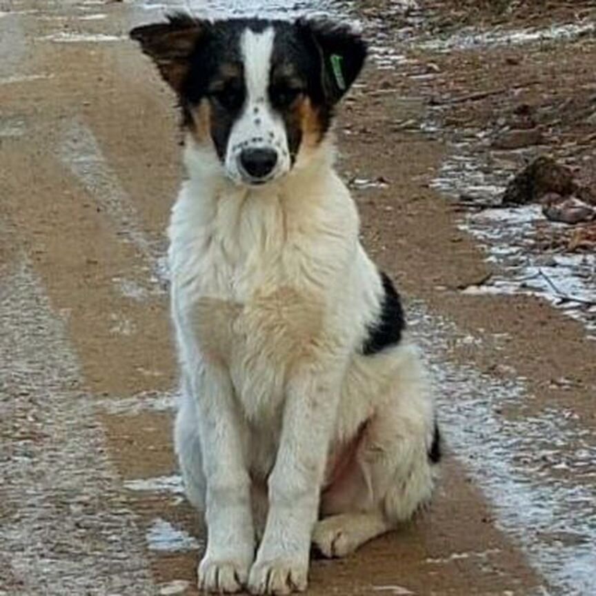 Щенок в добрые руки