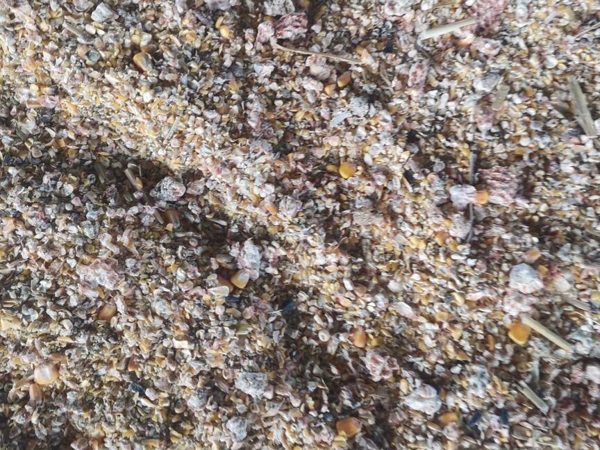 Продажа зерноотходов кукурузы 2022 года