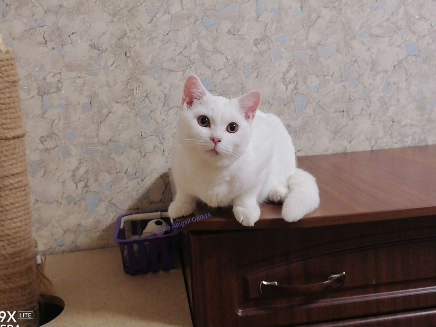 Белая британочка