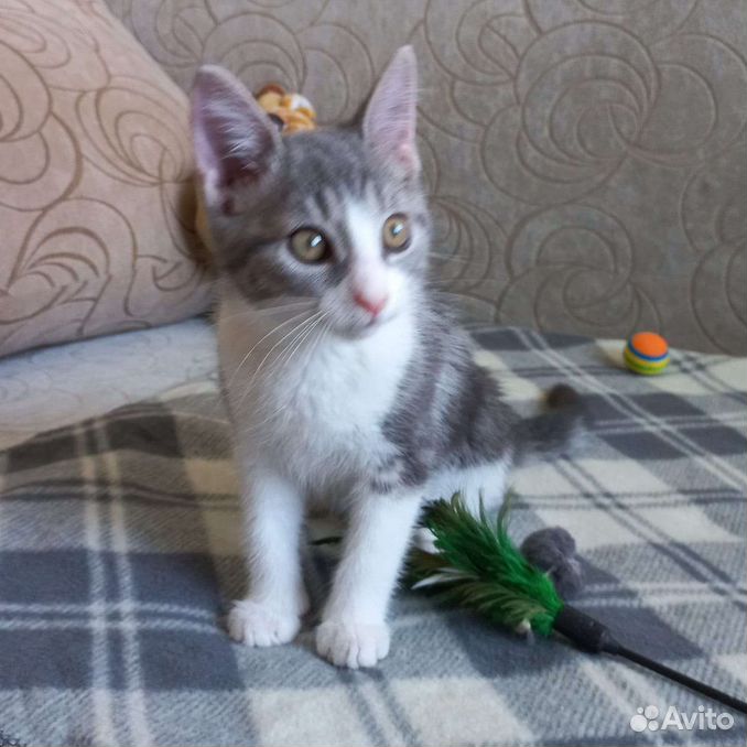 Чудесный котенок в дар