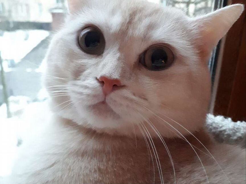 Кот шотландский прямоухий (скоттиш-страйт)