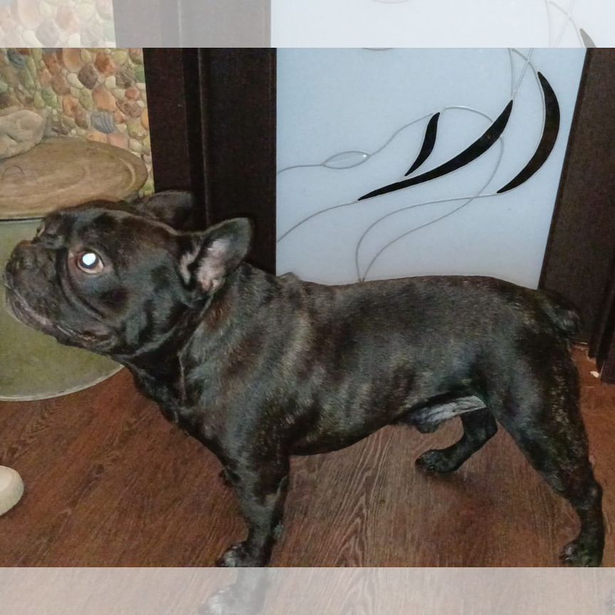 Французский бульдог, щенок