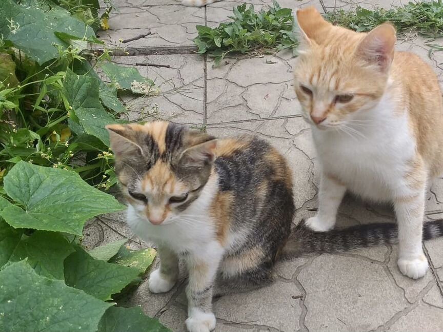 Кошки в добрые руки
