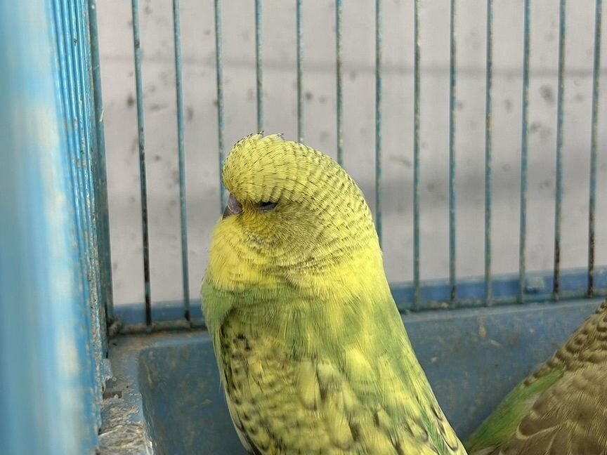 Попугаи ввп чехи