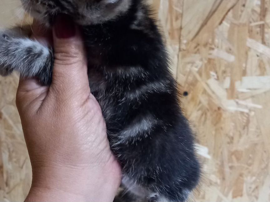 Кошки в добрые руки