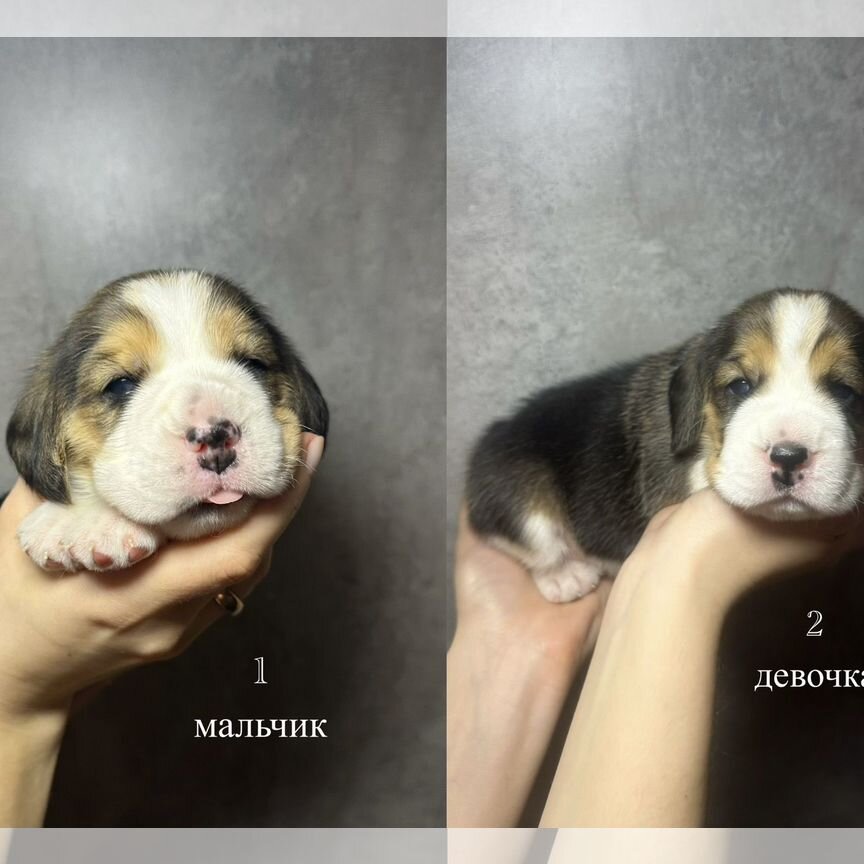 Бигль, щенок