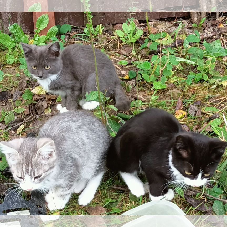 Котёнок в добрые руки