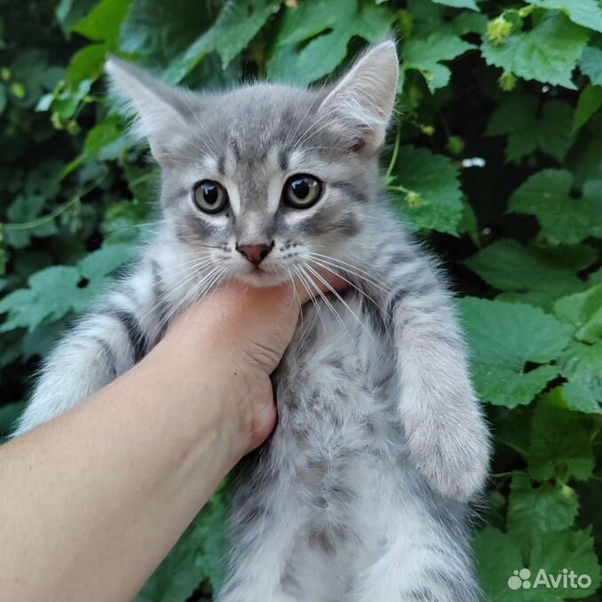 Сибирская кошка мальчик и девочка бесплатно
