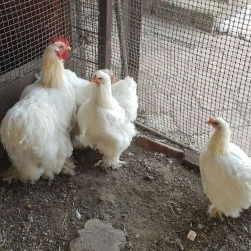 Куры кохинхин