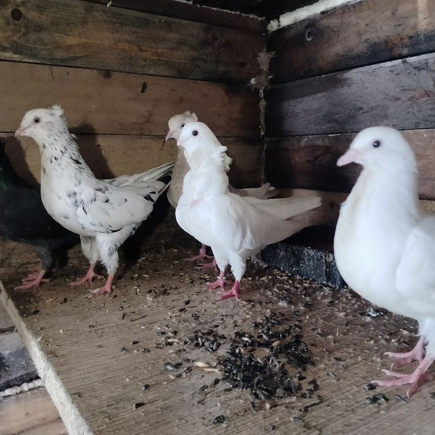 Продажа бакинских голубей