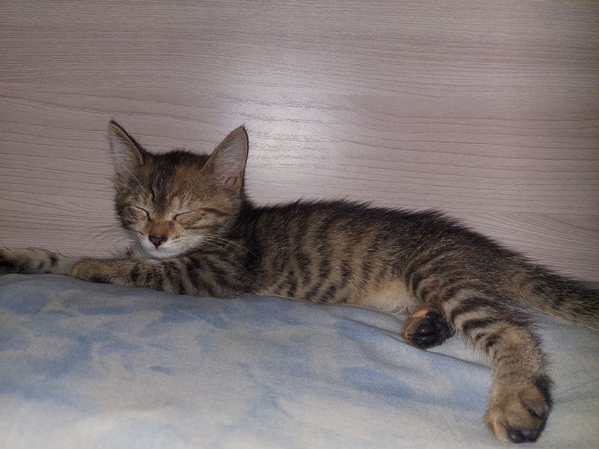 Отдам котенка девочка