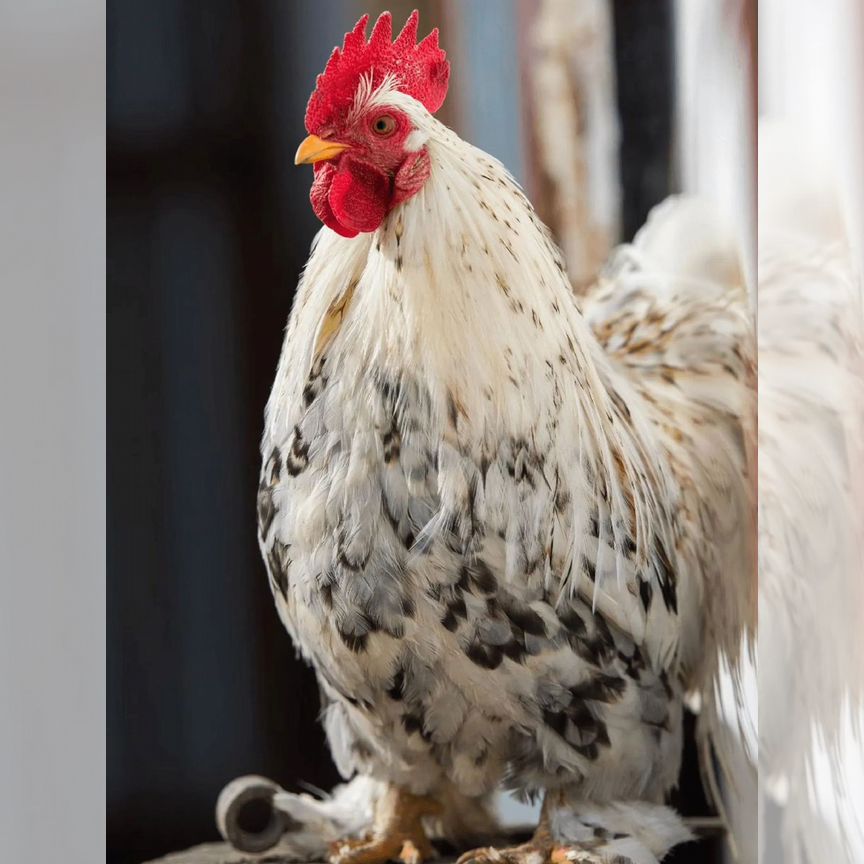 Куры несушки – лучшие породы Гарантия