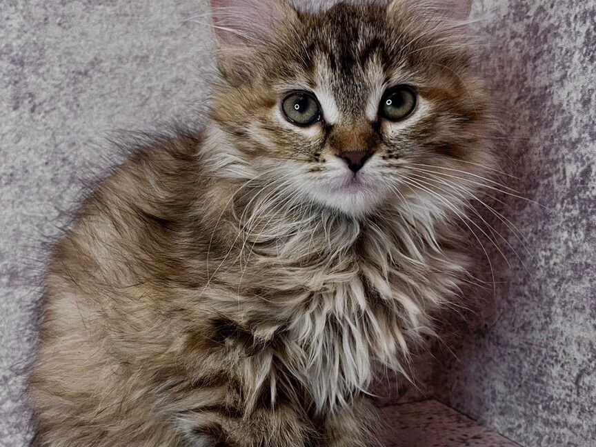 Котенок в добрые руки