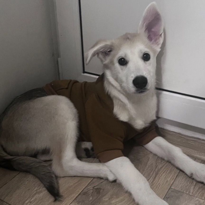 Щенок в добрые руки