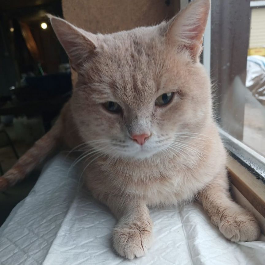 Взрослый кот в добрые руки