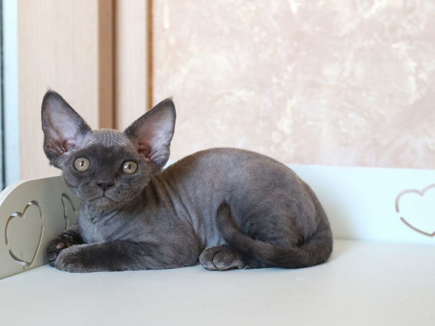 Котик голубого окраса