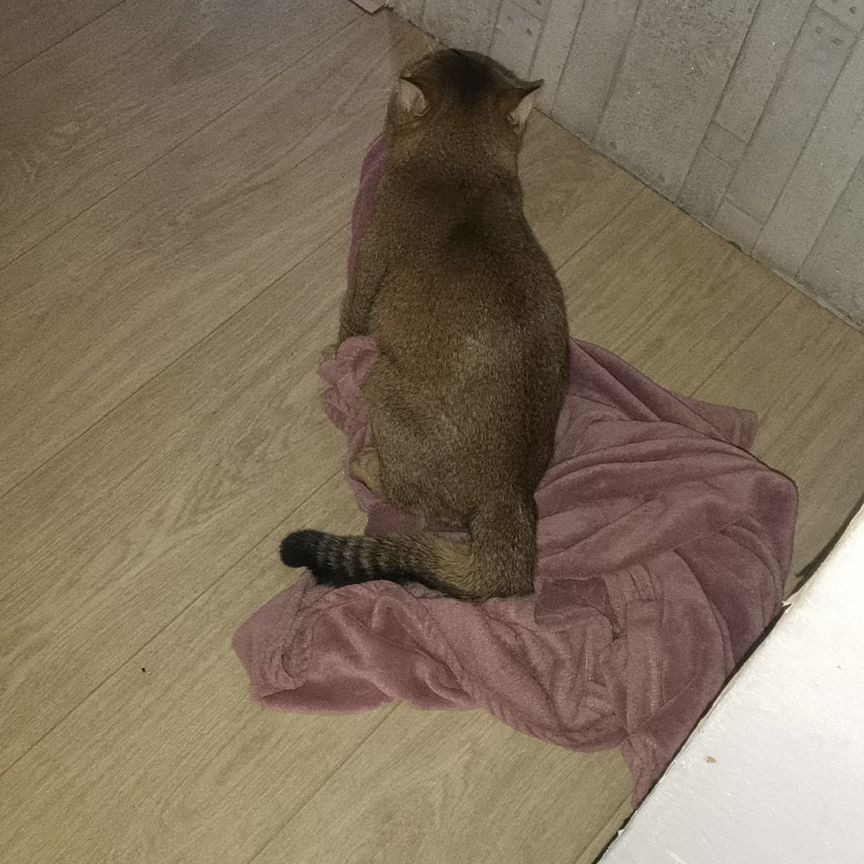 Золотая шиншилла вязка мальчик