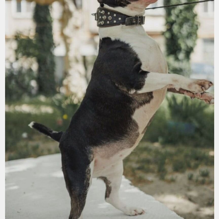 Миниатюрный бультерьер в добрые руки