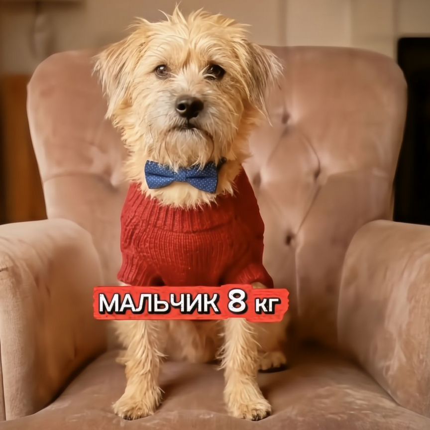 Взрослый пёс в добрые руки