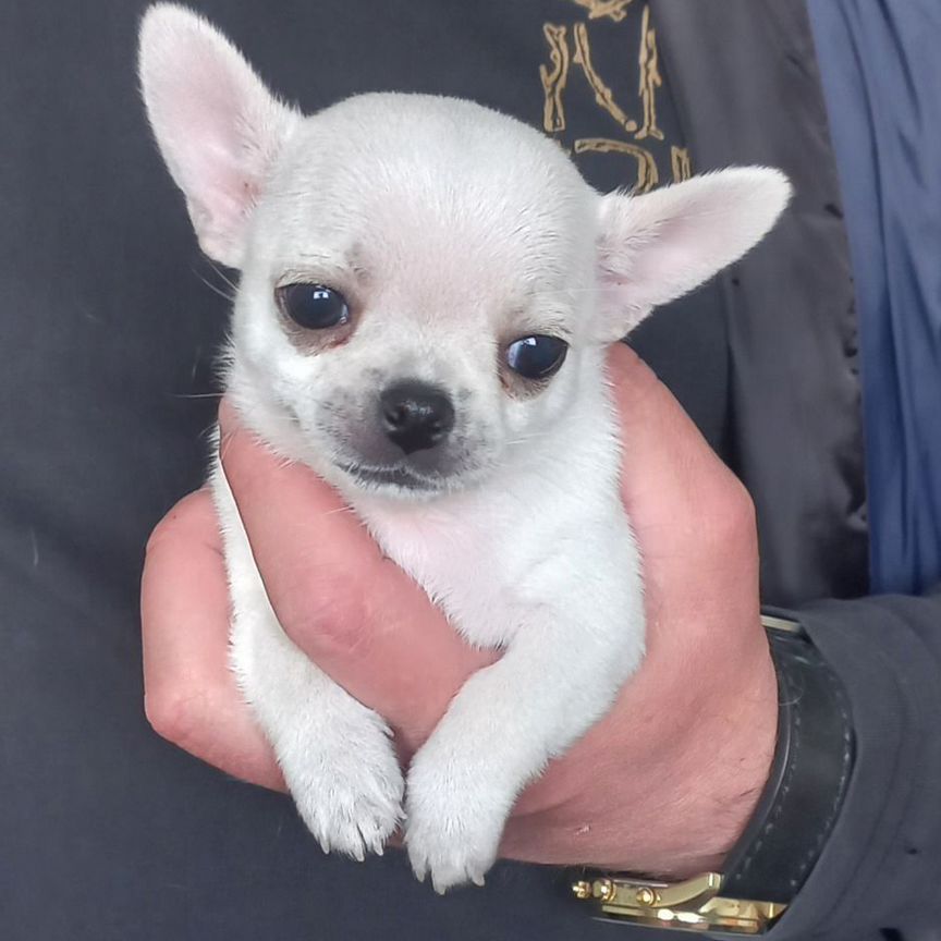 Чихуахуа, щенок