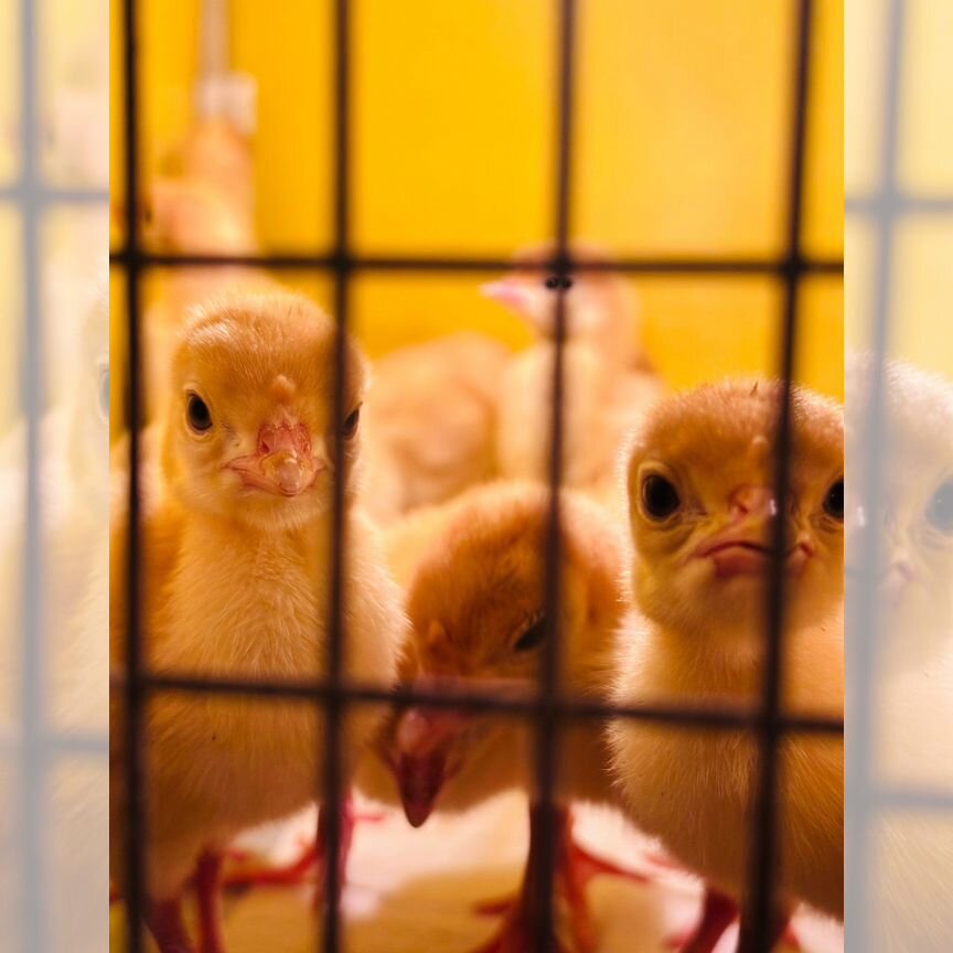 Индюки Хайбрид Конвертер Фермерская птица ло