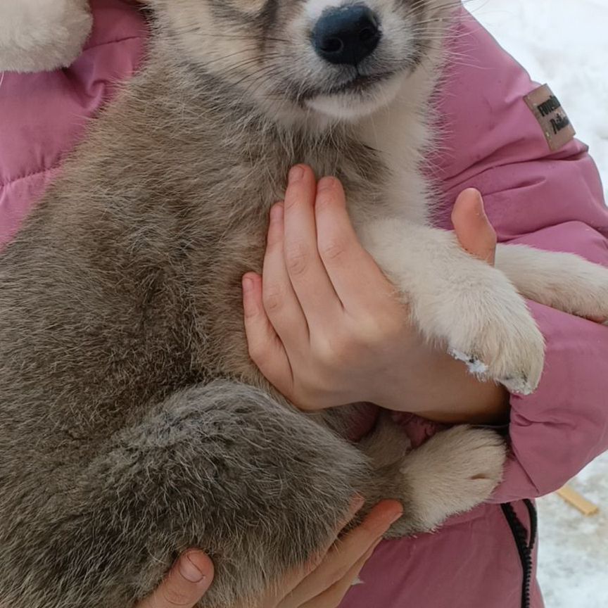Отдам в добрые руки щенков