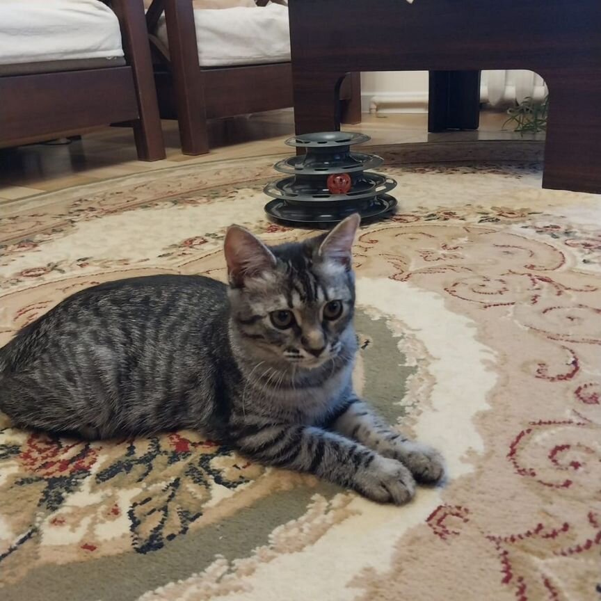 Котёнок Мия в добрые руки