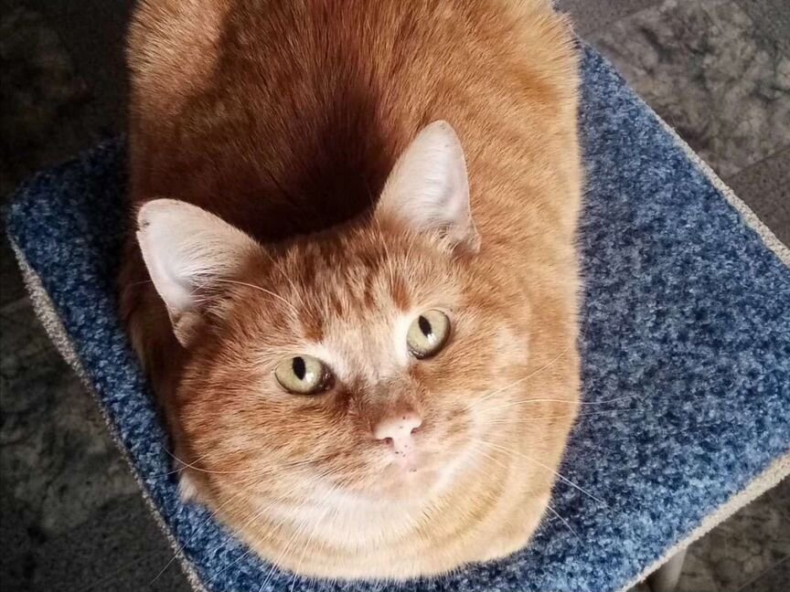 Котик в добрые руки