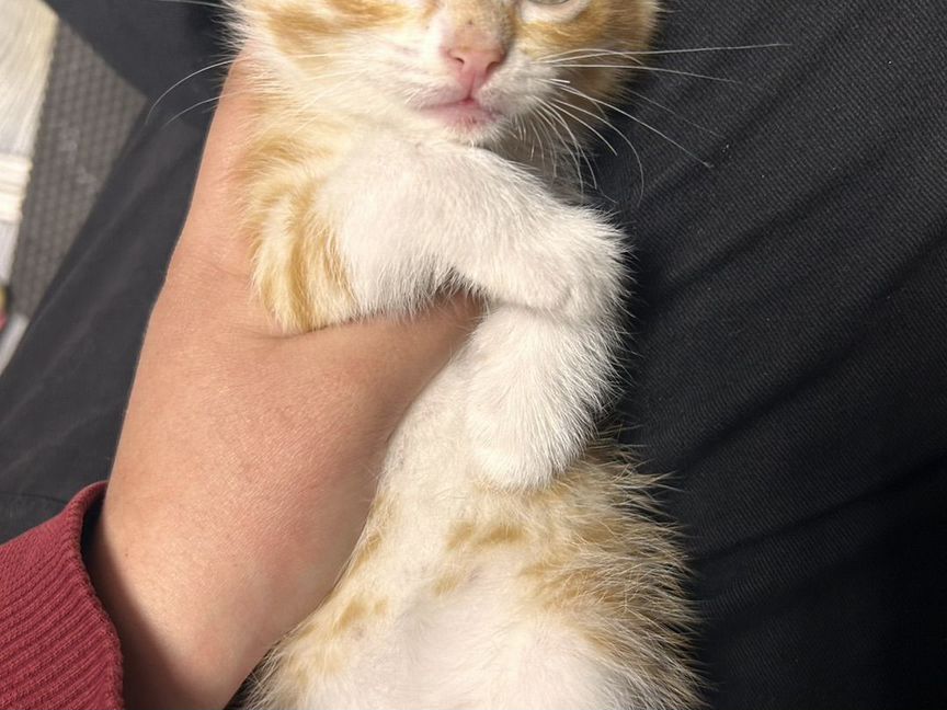 Котята в добрые руки 1 месяц мальчик