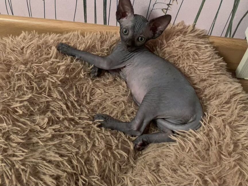 Канадский сфинкс котенок девочка