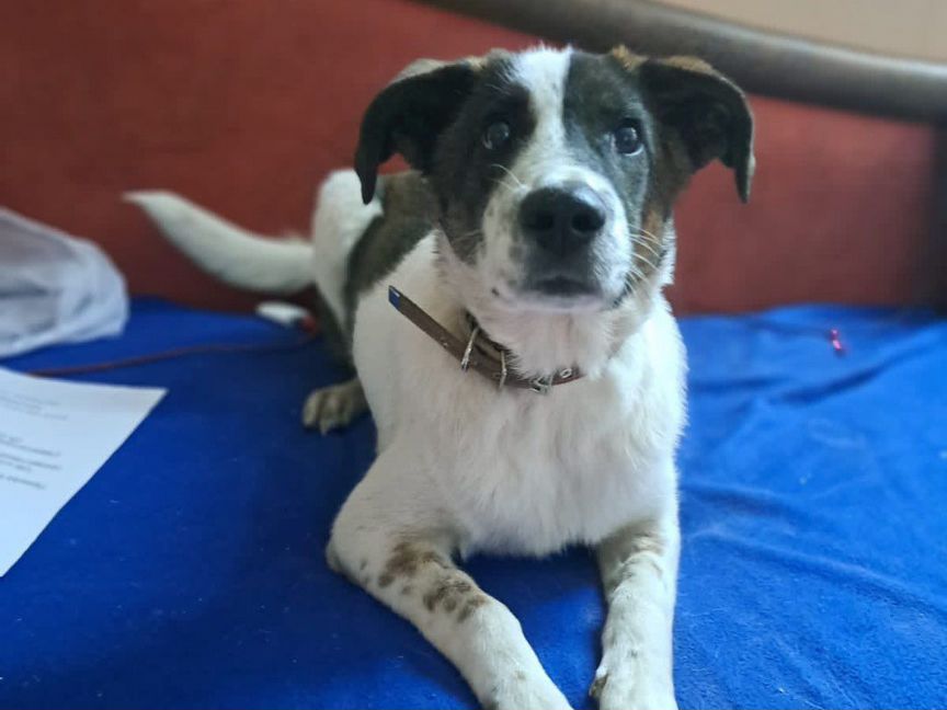 Щенка подростка очень умного отдам