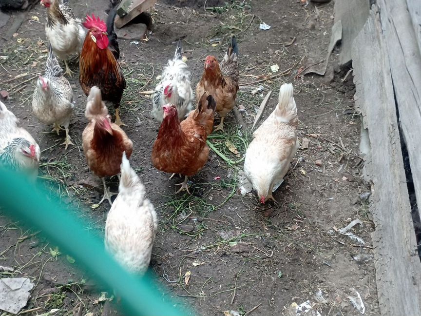 Куры несушки