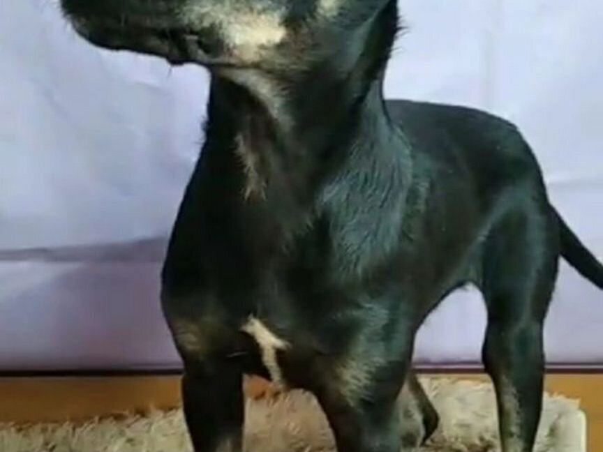 Малышка ждет своего человека