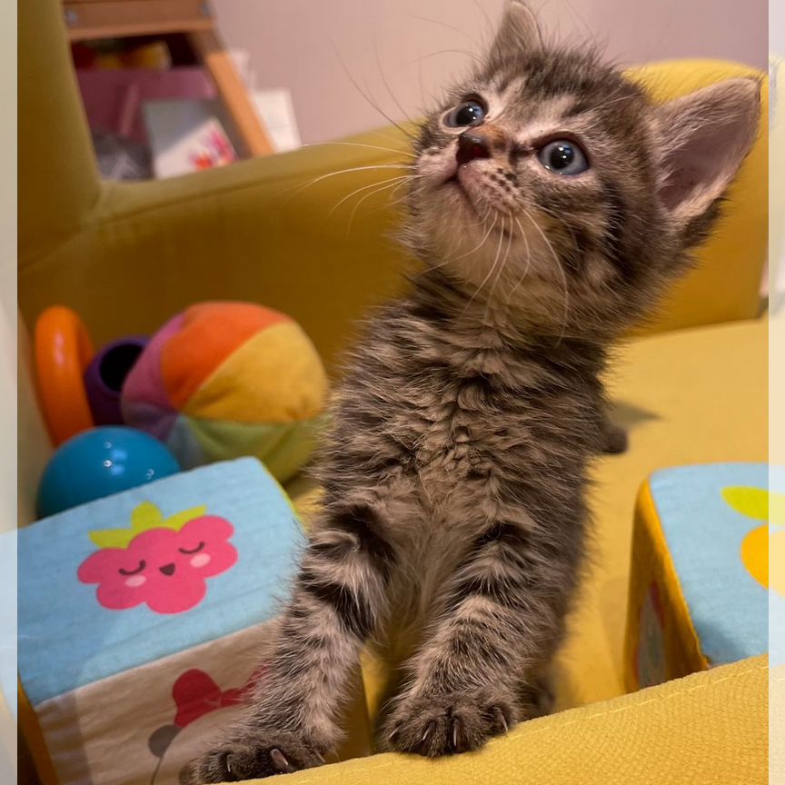 Котёнок в добрые руки