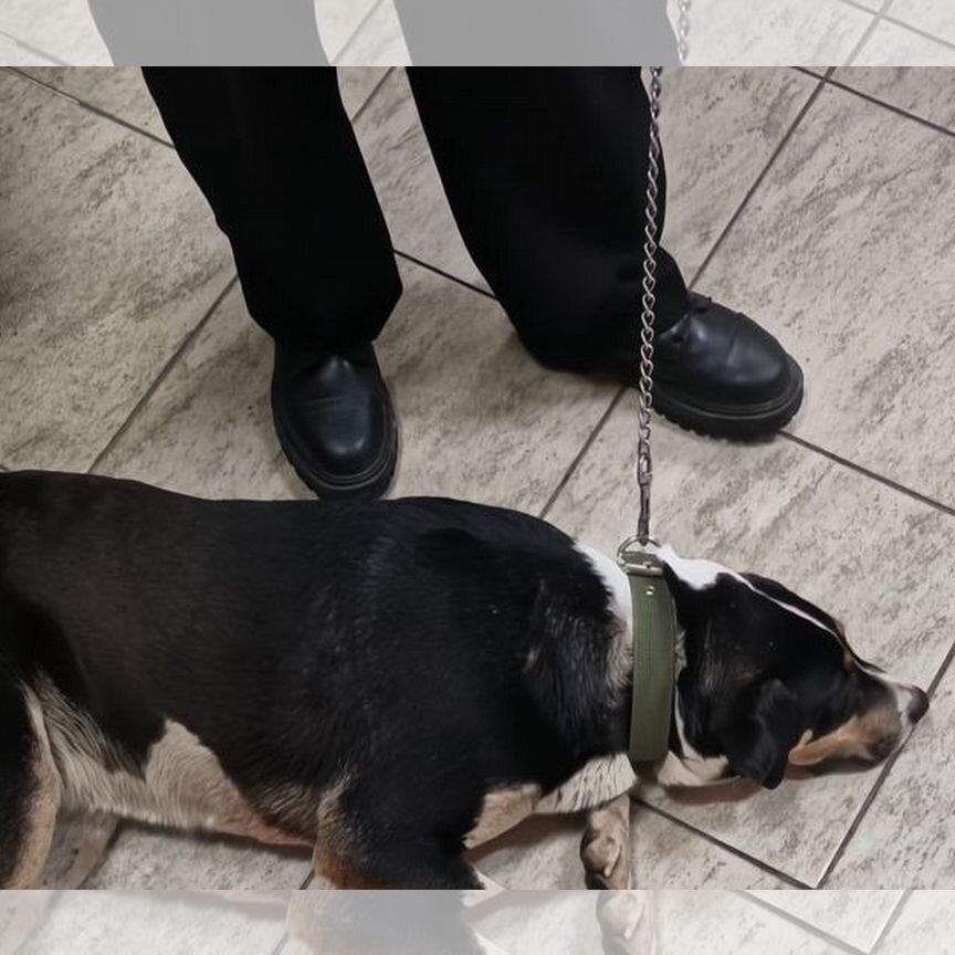 Взрослый пёс в добрые руки