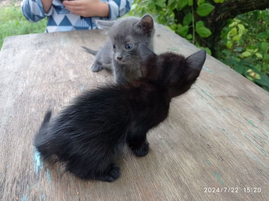 Котята в добрые руки